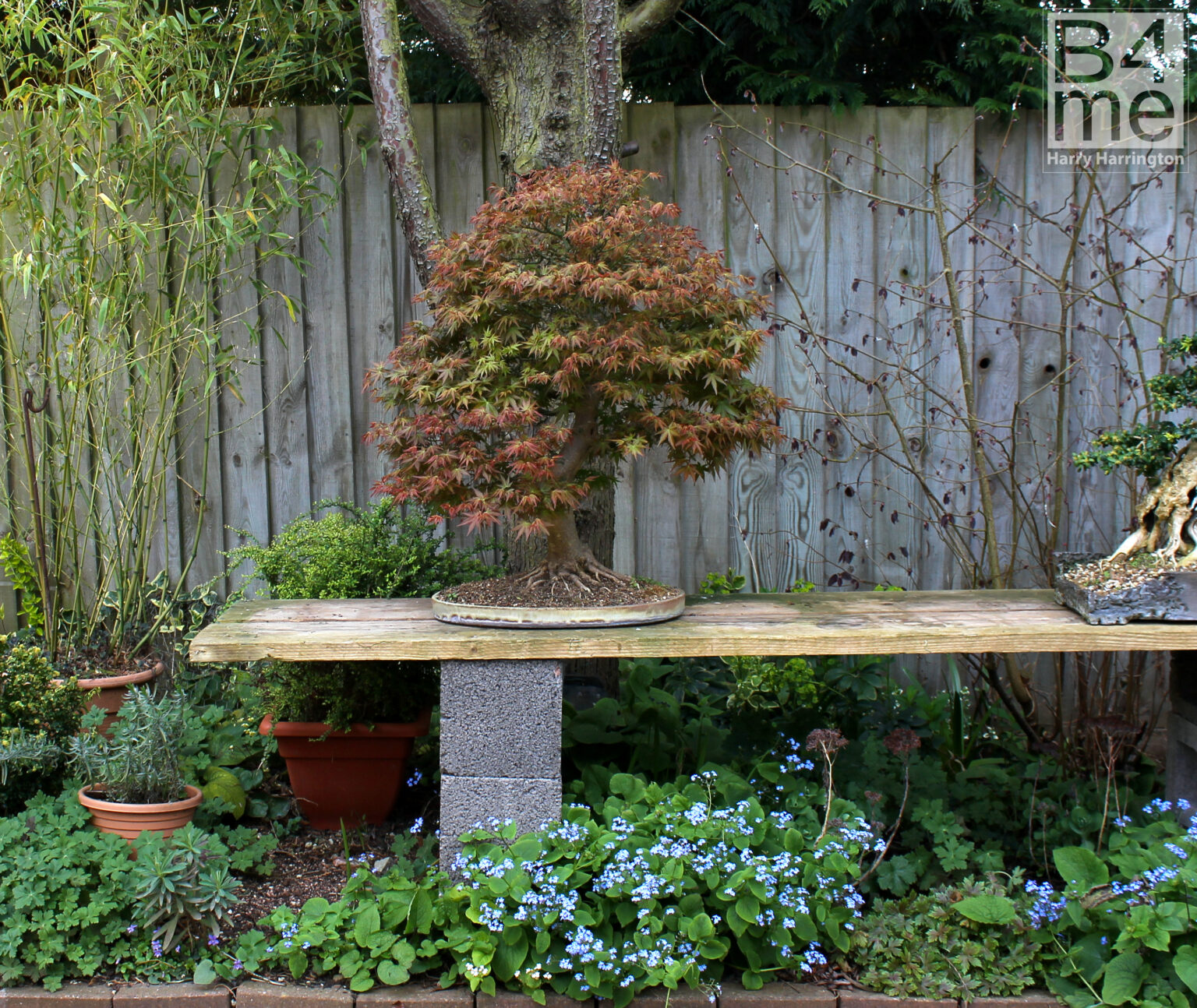 Deciduous Bonsai Design – Bonsai4Me