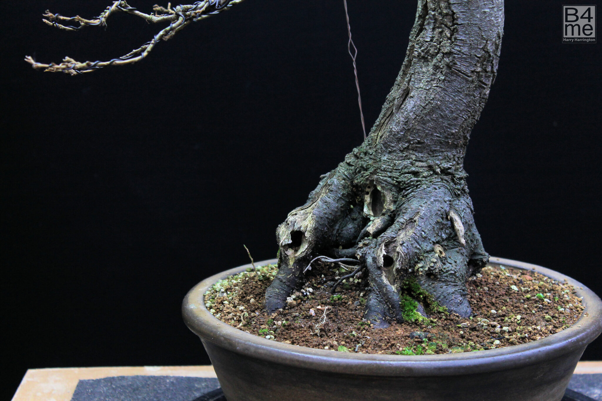 Quercus cerris/Turkey Oak bonsai – Bonsai4Me