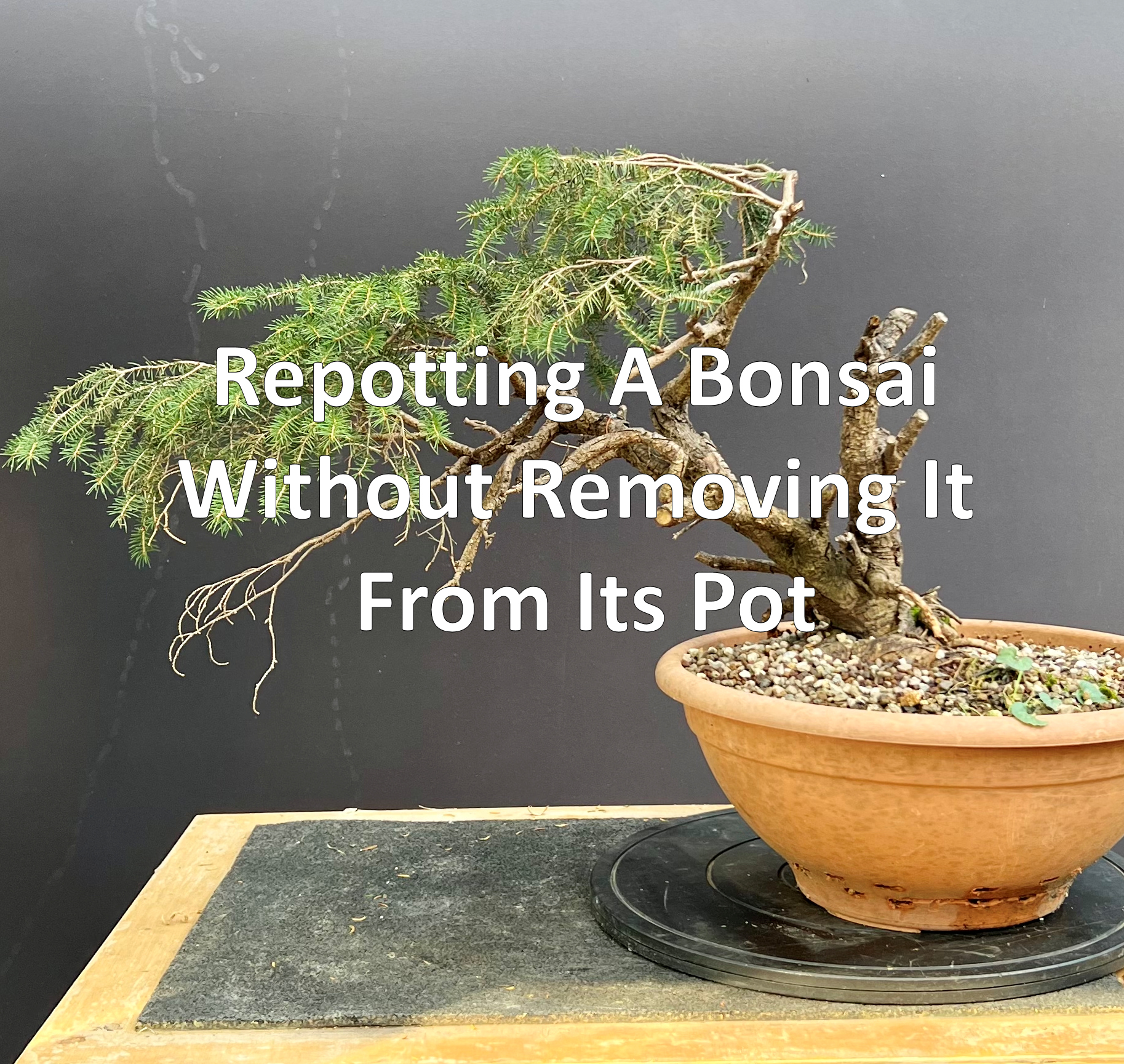 Videos – Bonsai4Me