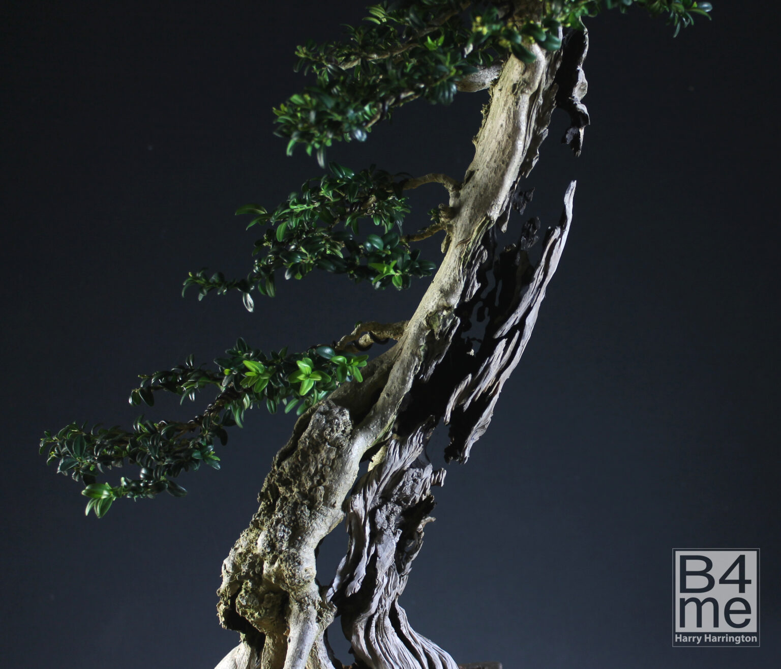 Buxus sempervirens/Common Boxwood bonsai – Bonsai4Me