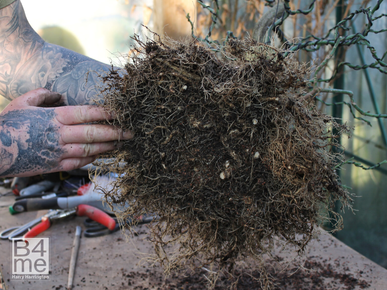 REPOTTING AND ROOT-PRUNING BONSAI – Part 1 – Bonsai4Me